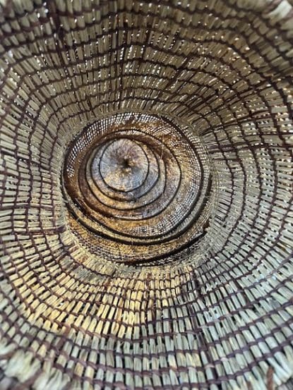 Collection Focus : Indigenous Art